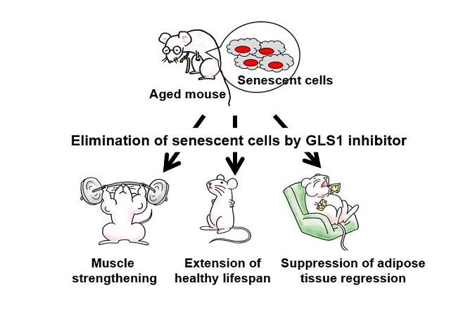 Senolysis by glutaminolysis inhibition amelio | EurekAlert!