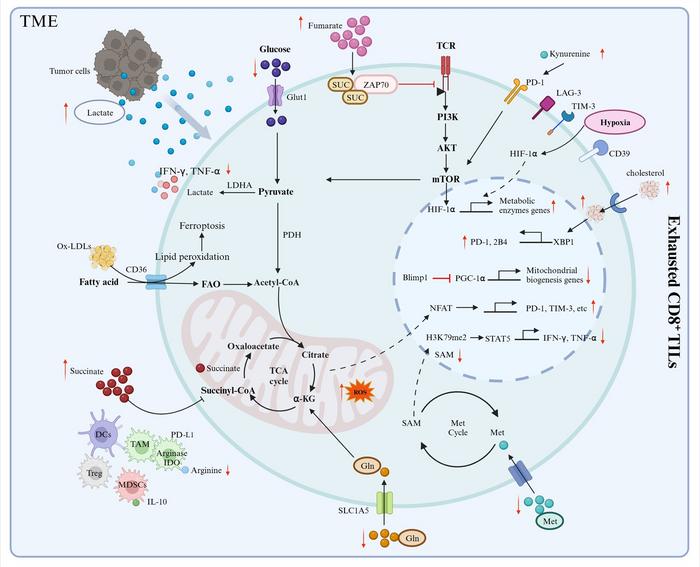 Metabolic stress can impair th [IMAGE] | EurekAlert! Science News Releases