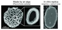 How Coccoliths Get Their Patterns | EurekAlert!