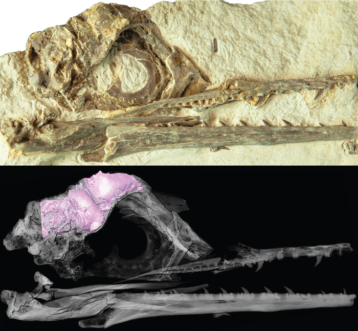 Bird brains left other dinosaurs behind | EurekAlert!