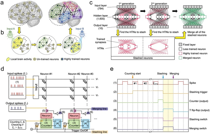 Energy-efficient AI hardware technology via a | EurekAlert!