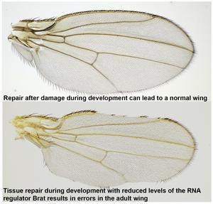 Researchers identify key regulators underlyin | EurekAlert!