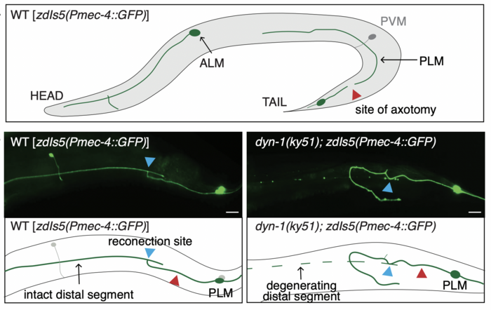 Figure 1a and b [IMAGE] | EurekAlert! Science News Releases