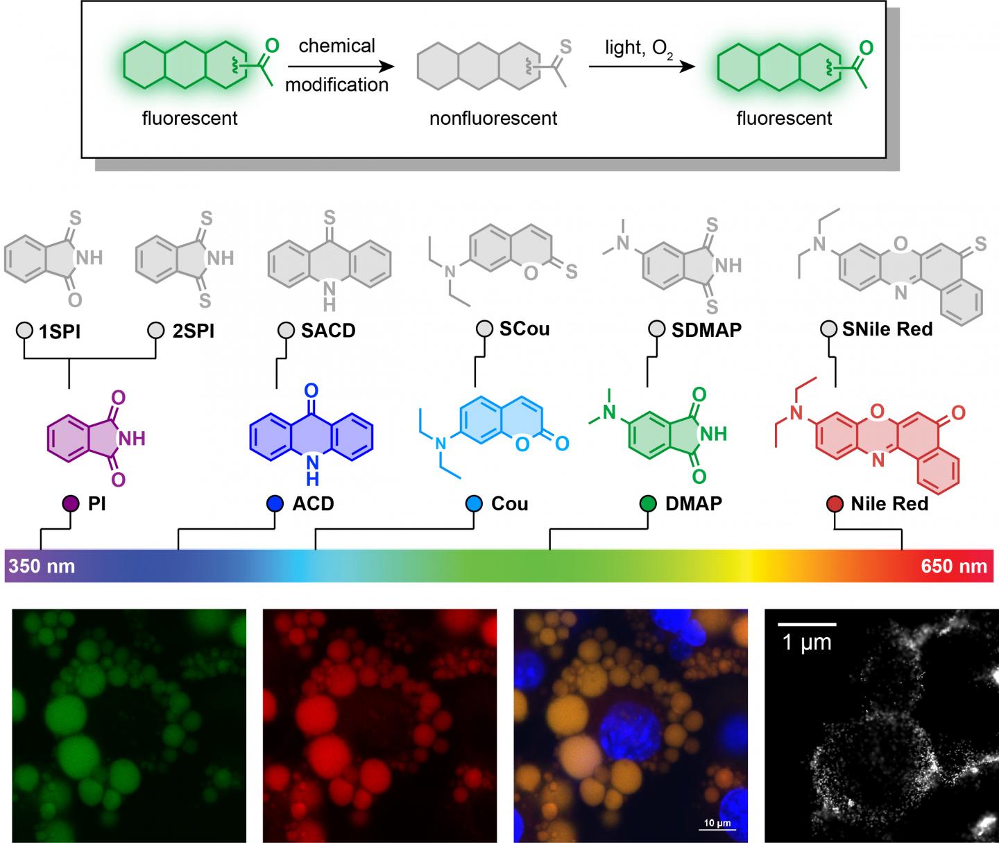 FLUORO 2 [IMAGE] | EurekAlert! Science News Releases