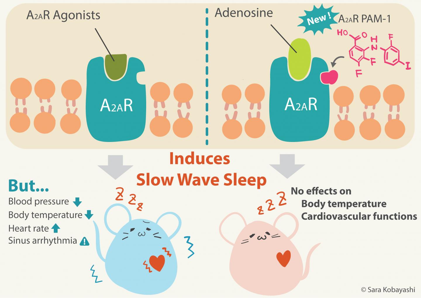 A new therapeutic avenue for treating insomni | EurekAlert!