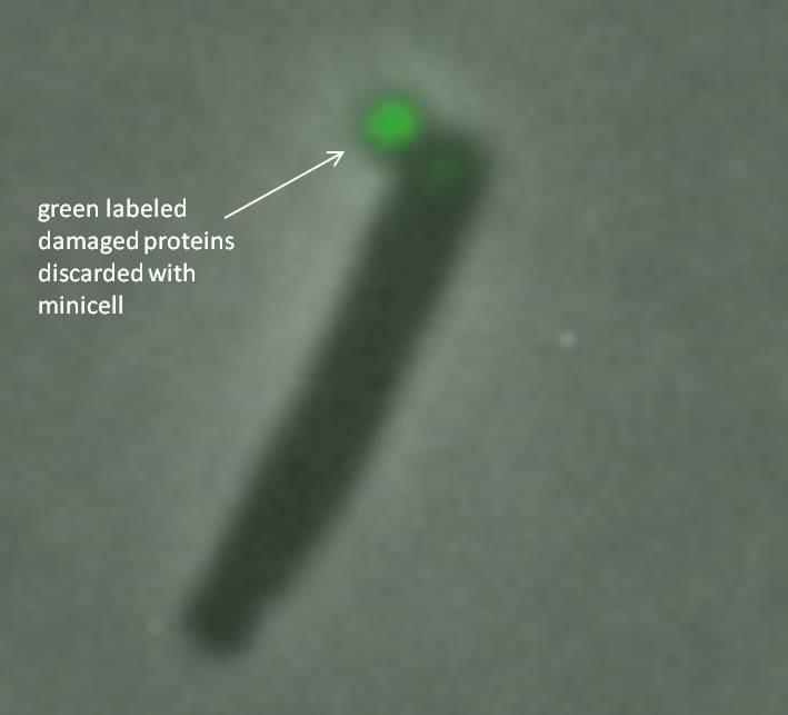 Green Minicell [IMAGE] | EurekAlert! Science News Releases