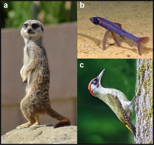 Why are there no animals with three legs? | EurekAlert!