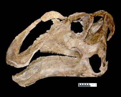Skull of Gryposaurus monumente [IMAGE] | EurekAlert! Science News Releases