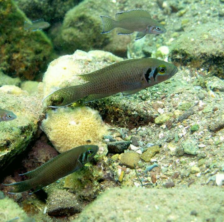 Fish born in larger groups develop more socia | EurekAlert!