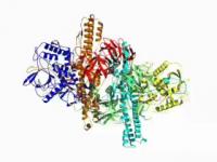 How a Poison Is Escorted Through the Intestin | EurekAlert!