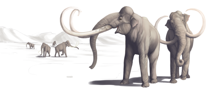 New Mexico mammoths among best evidence for e | EurekAlert!