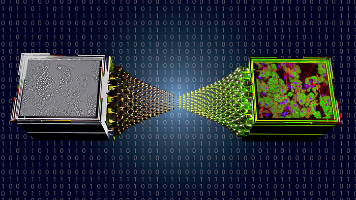 More effective cell studies using new AI meth | EurekAlert!