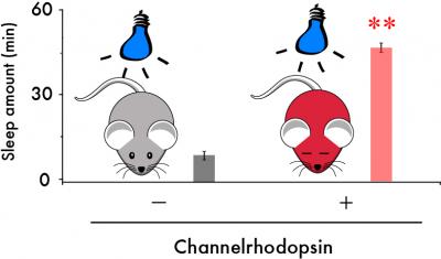 Why do we fall asleep when bored? | EurekAlert!