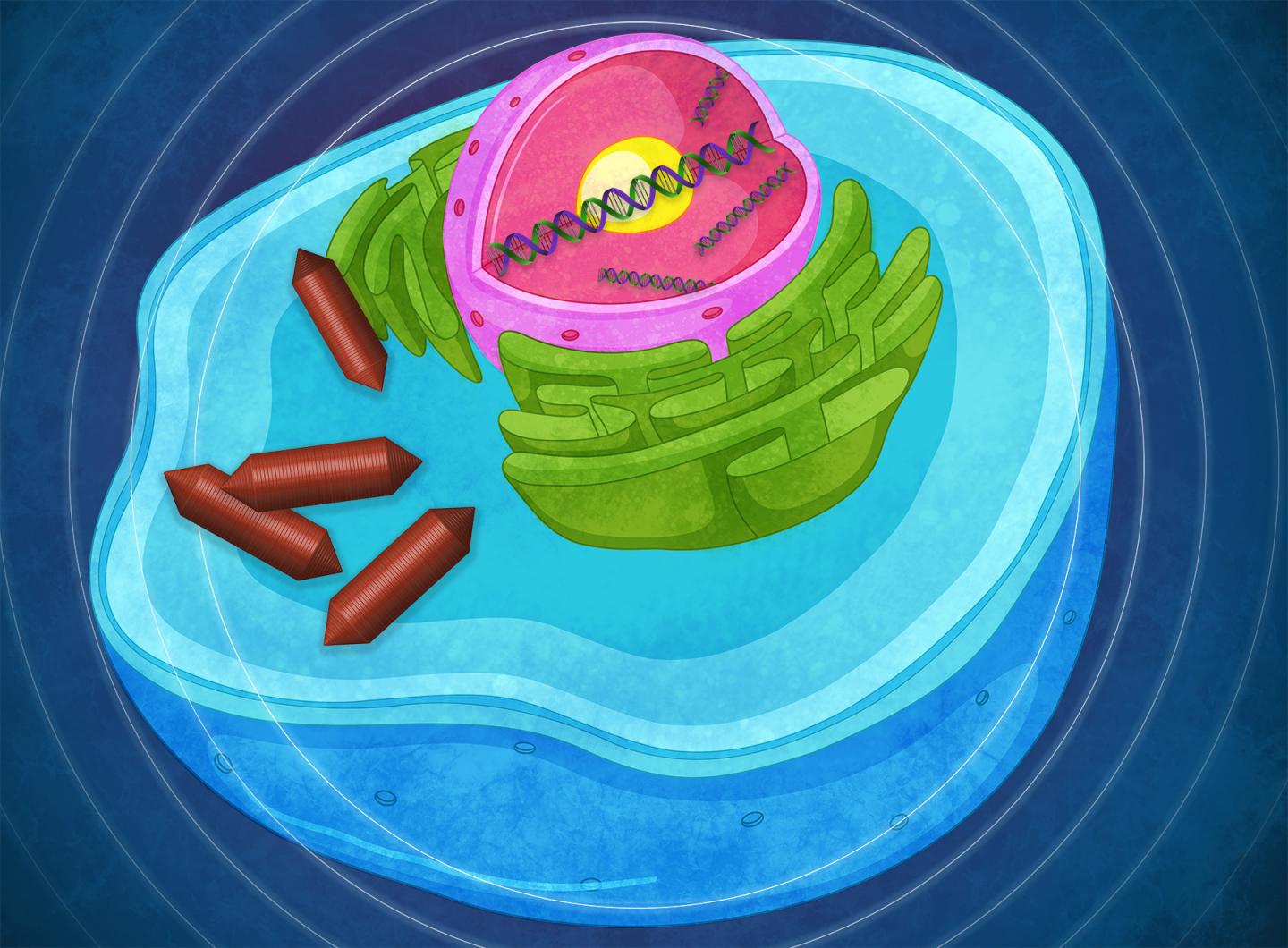 Gas Filled Vesicles Image Eurekalert Science News Releases