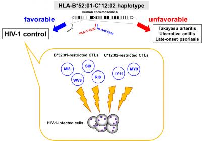 HIV-1 regulation via protective human leukocy | EurekAlert!