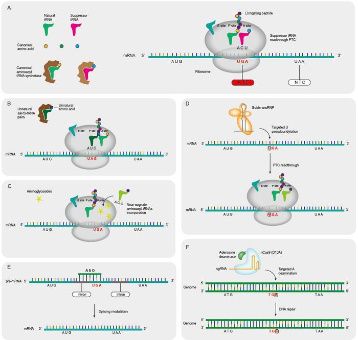Mechanism of PTC readthrough s [IMAGE] | EurekAlert! Science News Releases