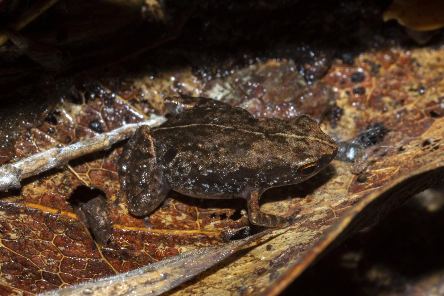 Life Coloration of Stumpffia f [IMAGE] | EurekAlert! Science News Releases