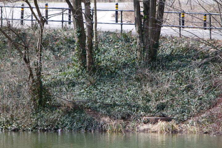 Invasive Species, Wintercreepe [IMAGE] | EurekAlert! Science News Releases