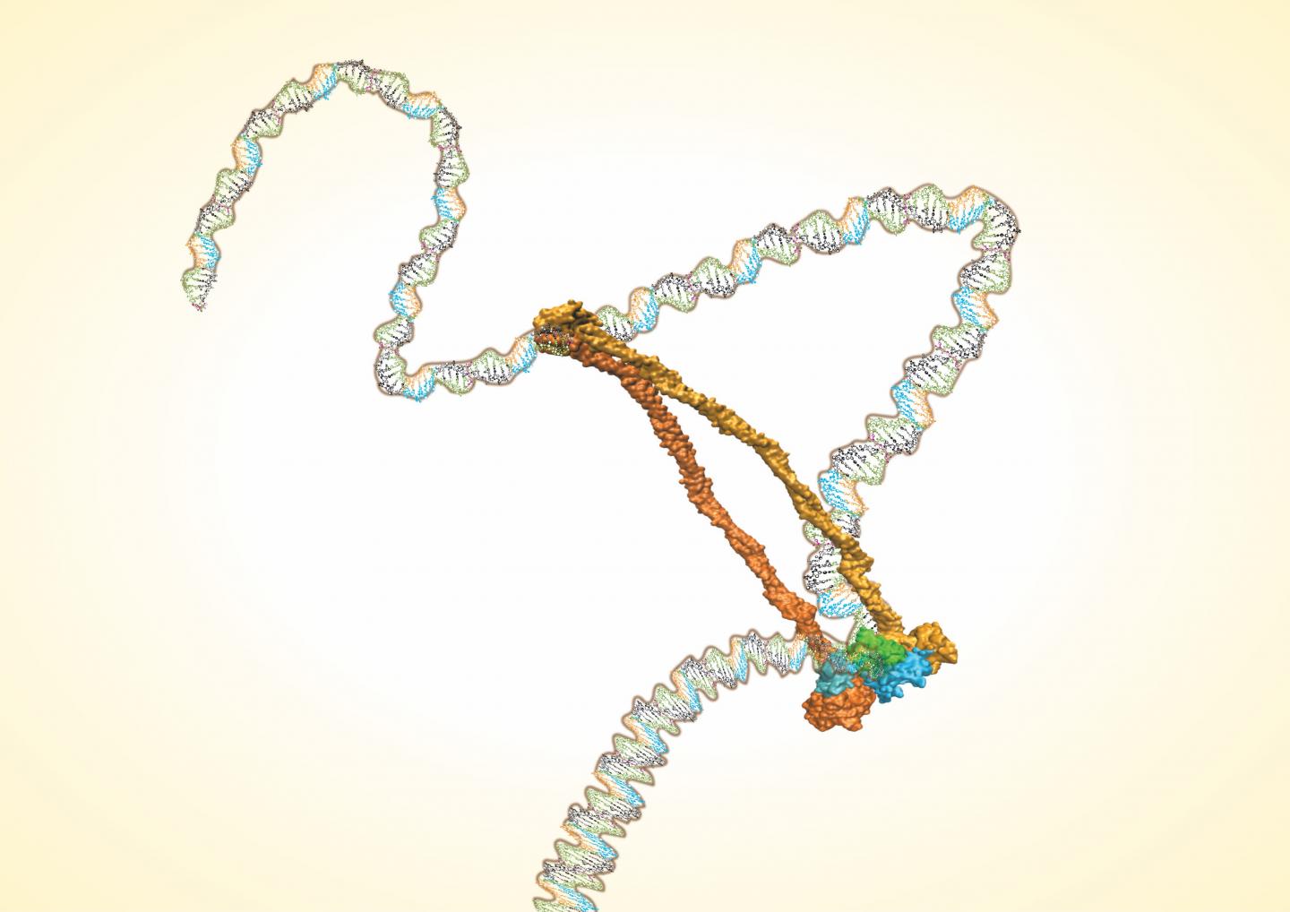 Structure of a Bacterial Conde [IMAGE] | EurekAlert! Science News Releases