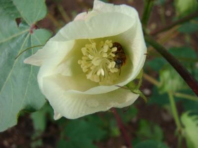 Wild Pollinators Crucial For F [IMAGE] | EurekAlert! Science News Releases