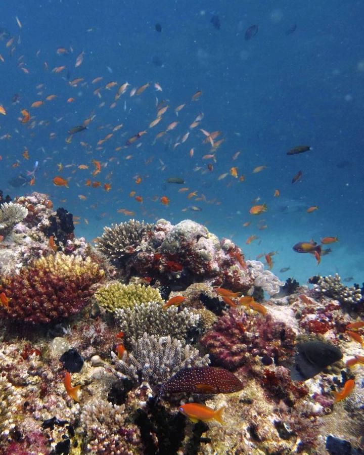 Plankton-feeding fishes often [IMAGE] | EurekAlert! Science News Releases