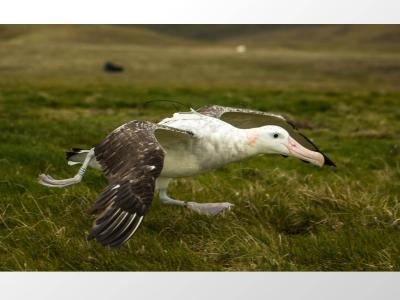 Wandering Albatross Taking off [IMAGE] | EurekAlert! Science News Releases