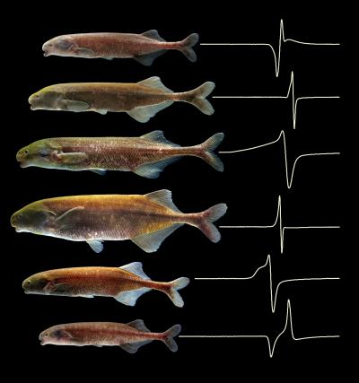 Speciation Follows Changes in [IMAGE] | EurekAlert! Science News Releases