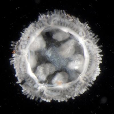Xyloplax Embryos [IMAGE] | EurekAlert! Science News Releases