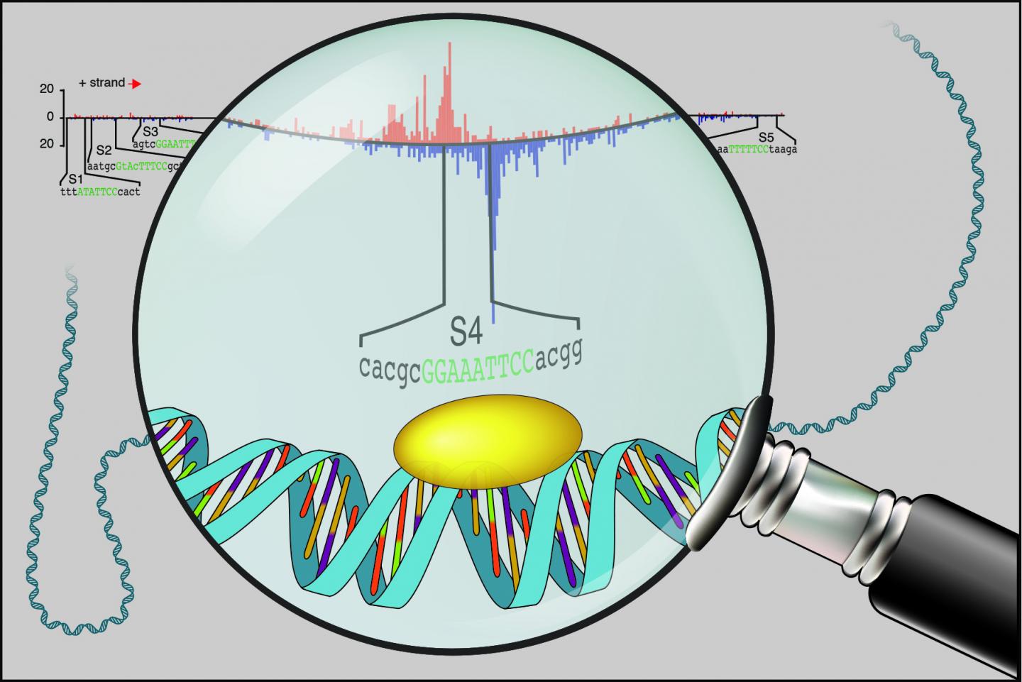 ChIP-Nexus [IMAGE] | EurekAlert! Science News Releases