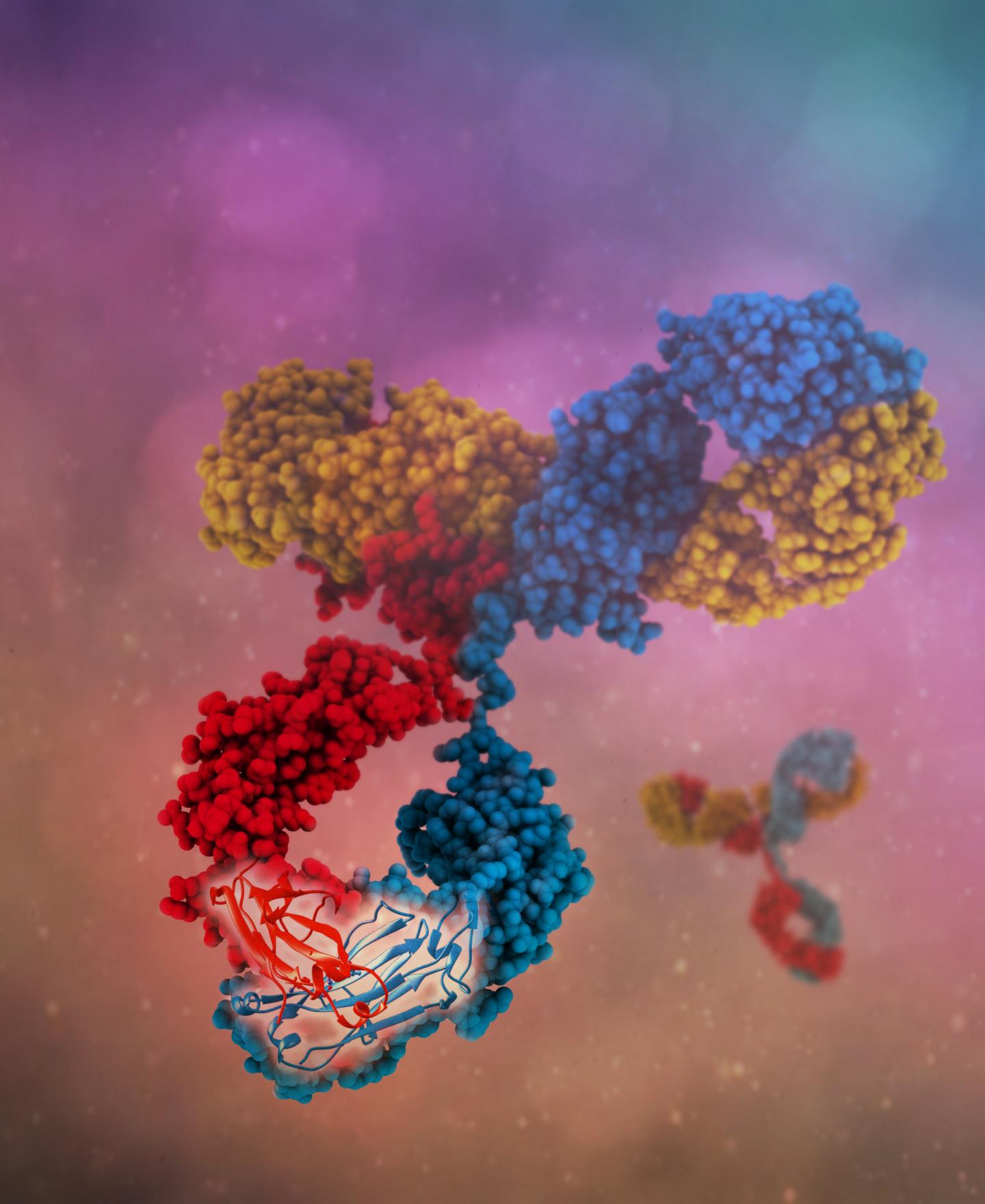 Expanding the reach of therapeutic antibodies | EurekAlert!