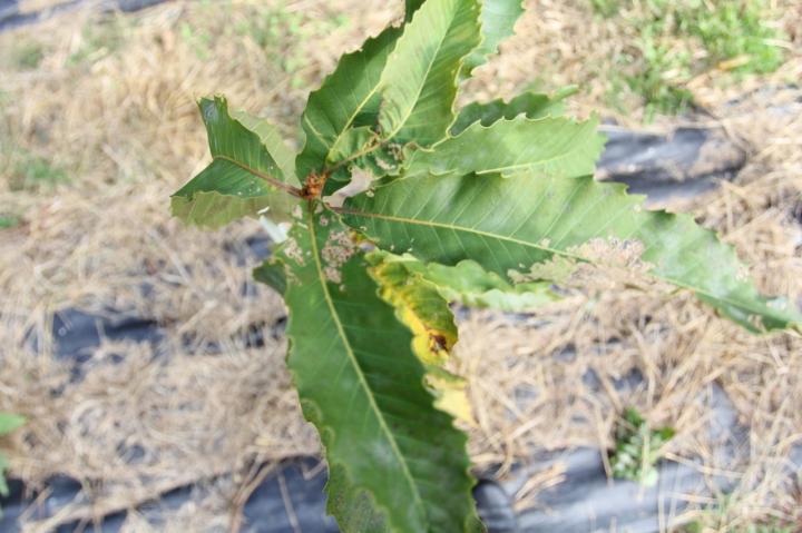 Young American Chestnut Tree [IMAGE] | EurekAlert! Science News Releases