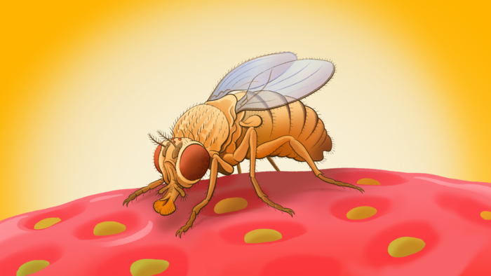 Fruit fly season is upon us [IMAGE] | EurekAlert! Science News Releases