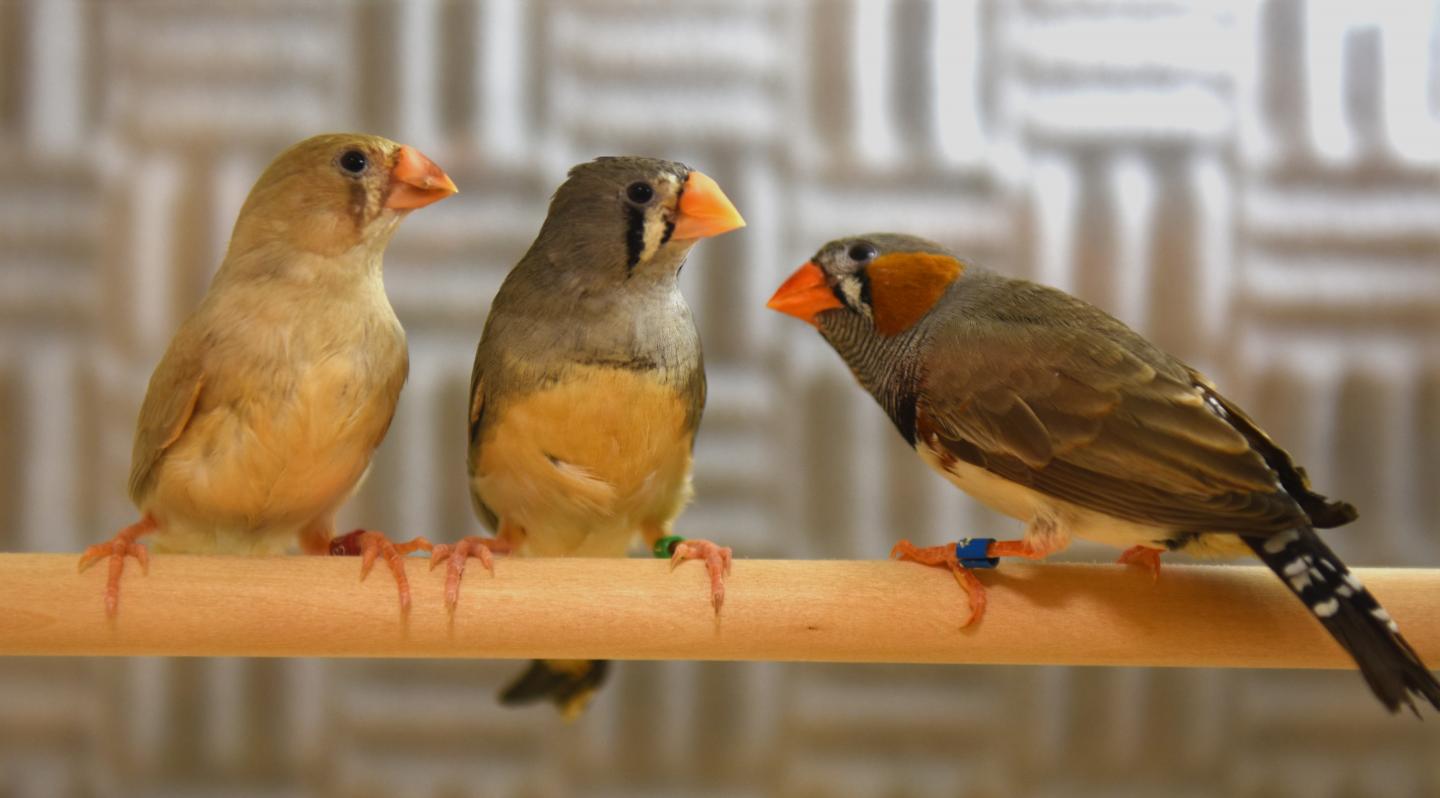Zebra Finch Family [IMAGE] | EurekAlert! Science News Releases