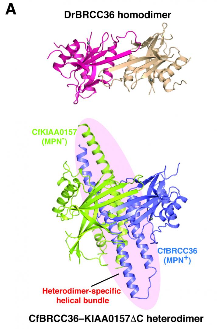 Form and Function [IMAGE] | EurekAlert! Science News Releases