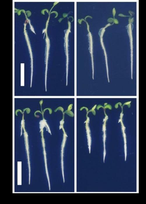 Lotus japonicus [IMAGE] | EurekAlert! Science News Releases