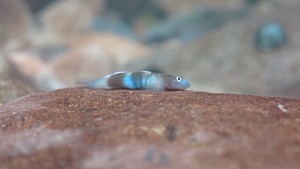 Three new species of freshwater goby fish fou | EurekAlert!