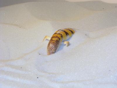 Swimming Through Sand (4 of 7) | EurekAlert!