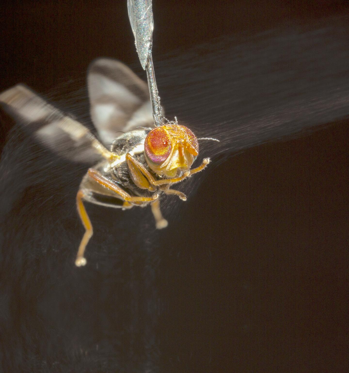 A tethered apple fly (Rhagolet [IMAGE] | EurekAlert! Science News Releases