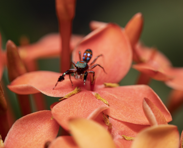 Siler collingwoodi, an ant-mim [IMAGE] | EurekAlert! Science News Releases