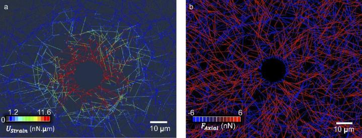 Model of ECM Fibers [IMAGE] | EurekAlert! Science News Releases