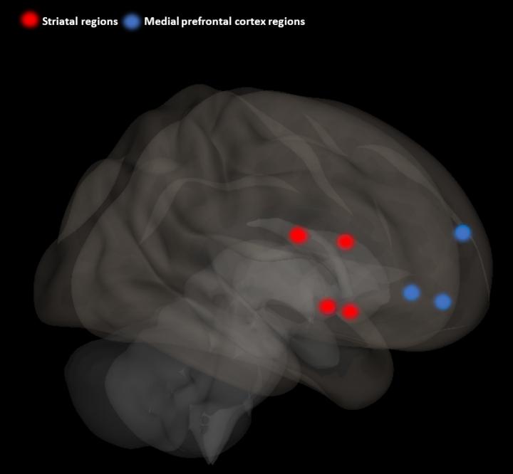 Brain Regions [IMAGE] | EurekAlert! Science News Releases