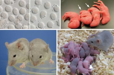Working Mouse Eggs Made From Stem Cells (4 of | EurekAlert!
