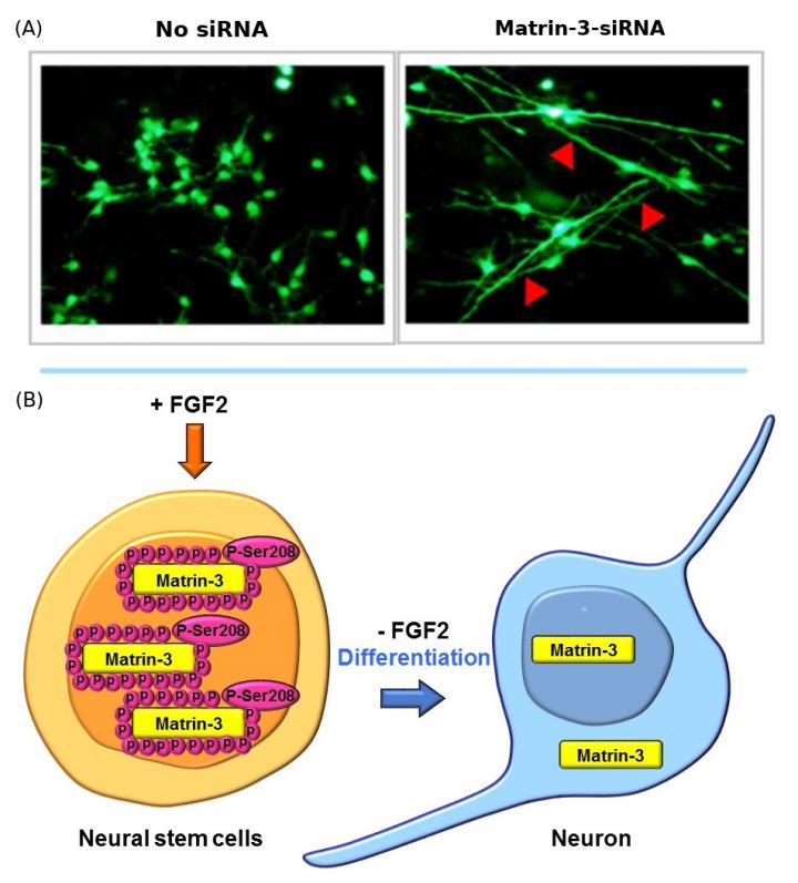 Matrin-3 Levels Determine whet [IMAGE] | EurekAlert! Science News Releases