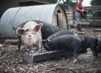Feeding food waste to pigs could save vast sw | EurekAlert!