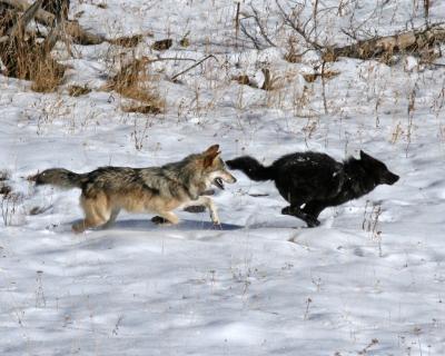 Yellowstone Wolves Shed Light on Nature's Com | EurekAlert!