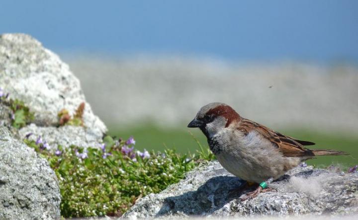 Progeny of old parents have fewer offspring | EurekAlert!