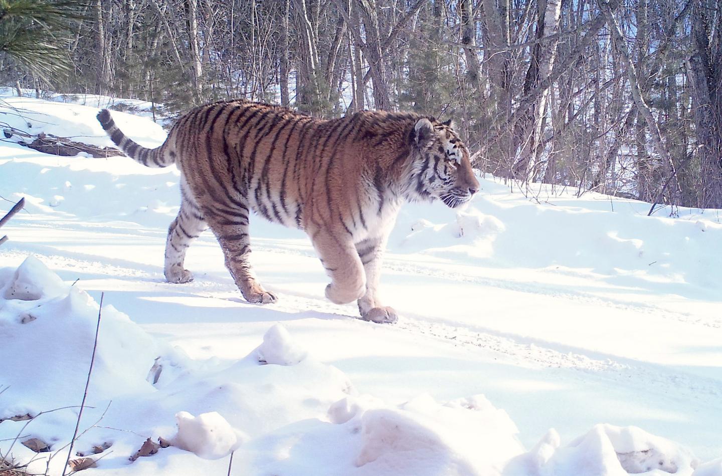 Amur Tigers Share Their Taiga [IMAGE] | EurekAlert! Science News Releases