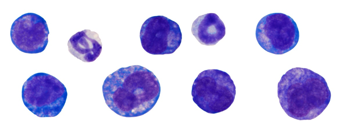 Mouse blood cells [IMAGE] | EurekAlert! Science News Releases
