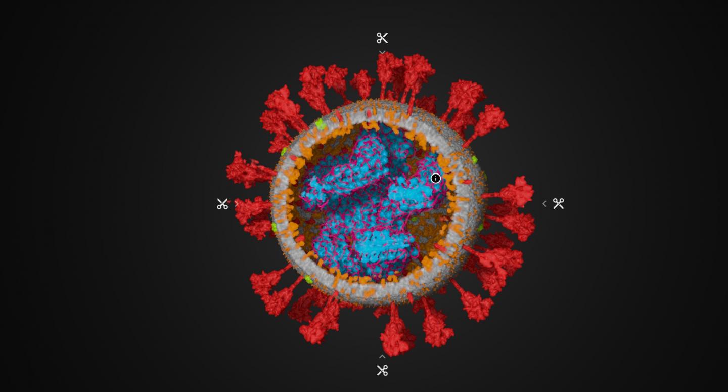 COVID-19 interactive exhibitio [IMAGE] | EurekAlert! Science News Releases