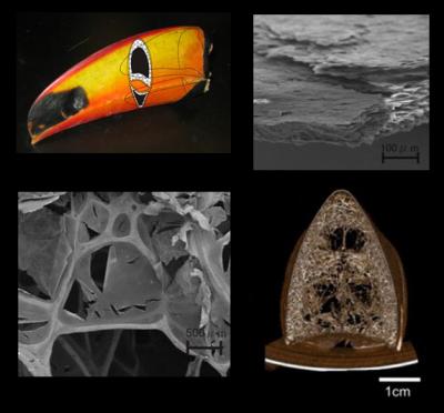 Toucan Beak [IMAGE] | EurekAlert! Science News Releases